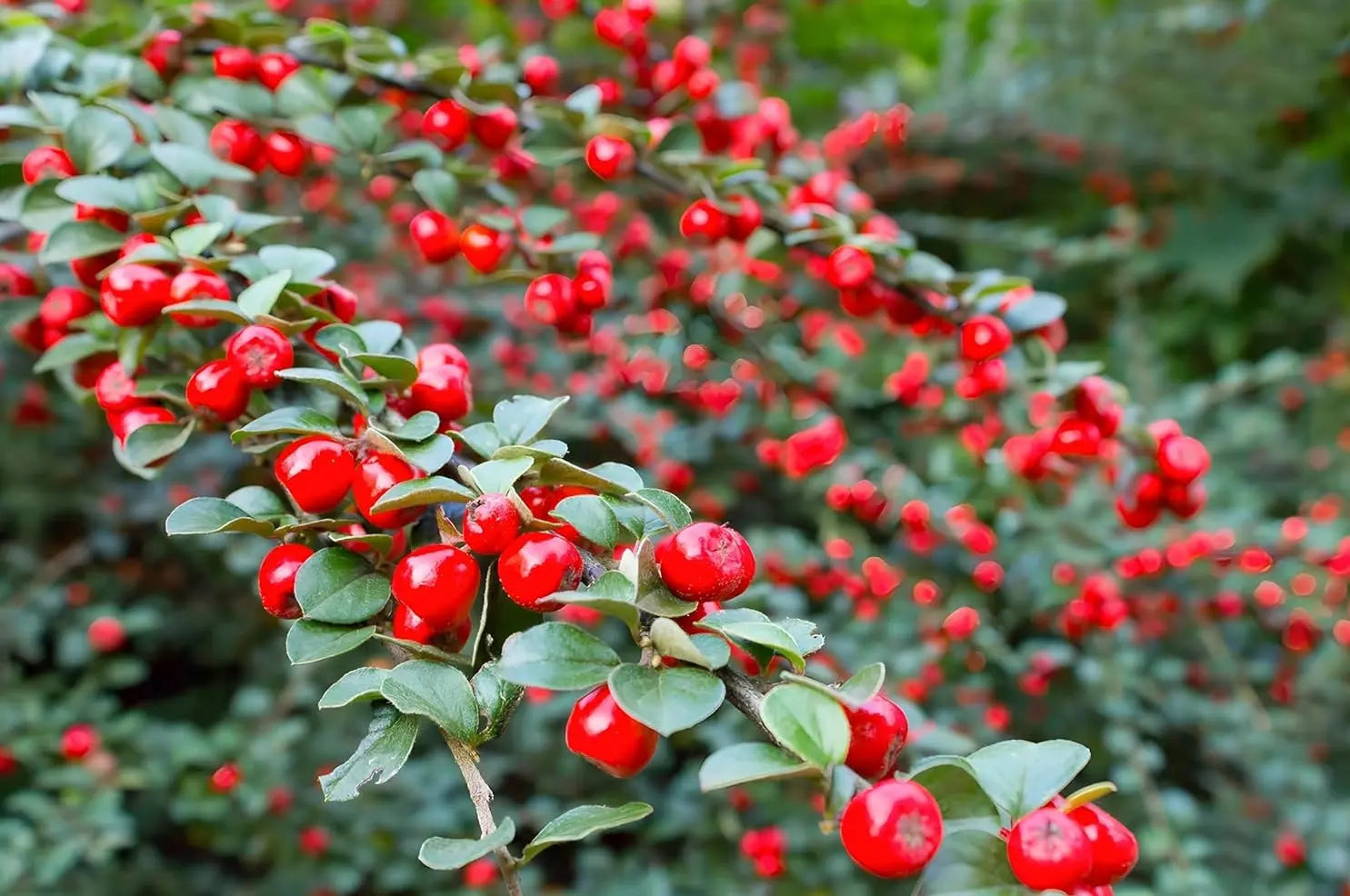 Faszinierend Cotoneaster Dammeri Coral Beauty Bilder