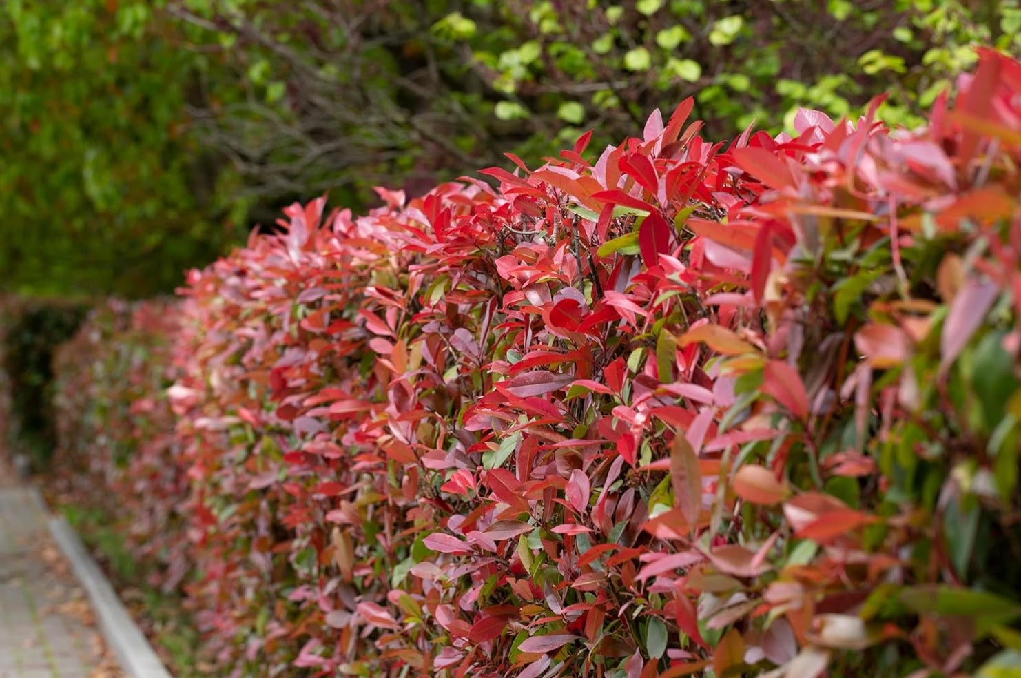 Photinia fraseri 'Red Robin' / Rote Glanzmispel | Stauden Gaenge