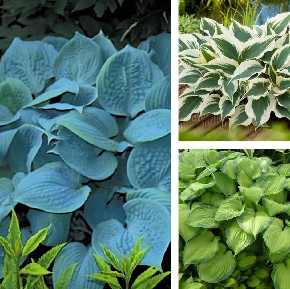 3 x Hosta Hybriden Kollektion / Funkien im Mix | Stauden Gaenge