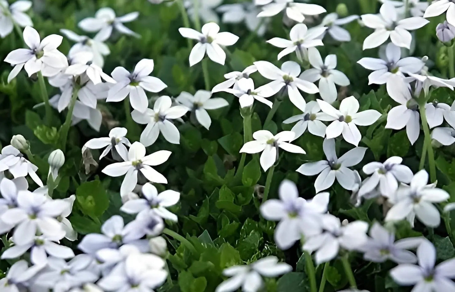 Isotoma fluviatilis 'White' / Weisser Bubikopf | Stauden Gaenge